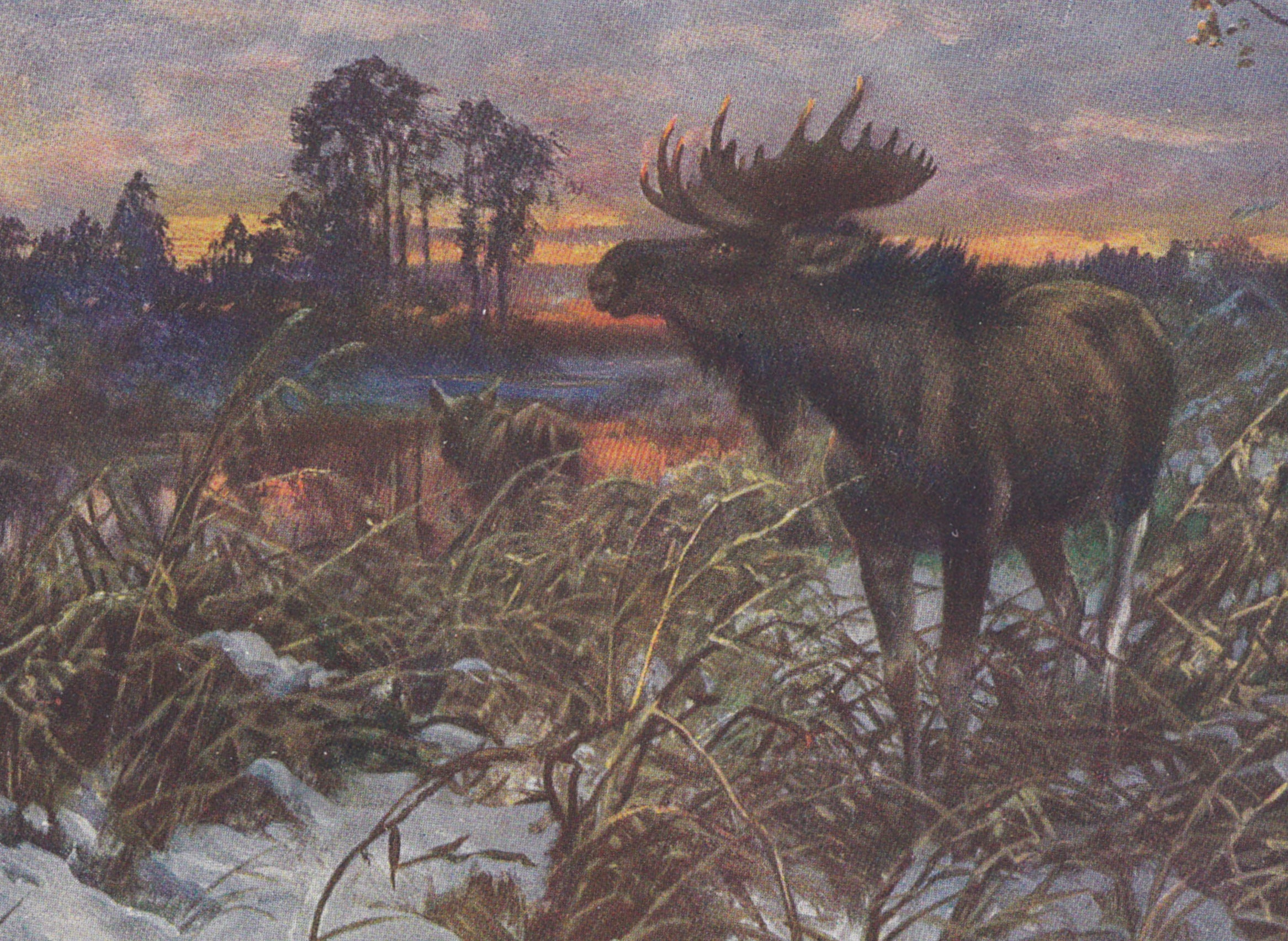 Moose at Sunset- 1900s Antique Postcard- Sunset Painting- H. W. S.- Ar ...